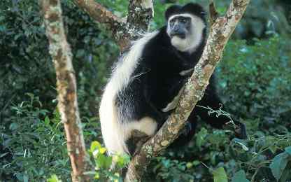 Marsabit National Park – Travel Guide, Map & More!