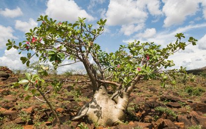 Lake Turkana Photos – Images & pictures