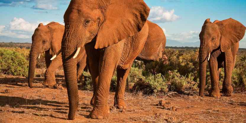 Shaba National Reserve – Travel Guide, Map & More!