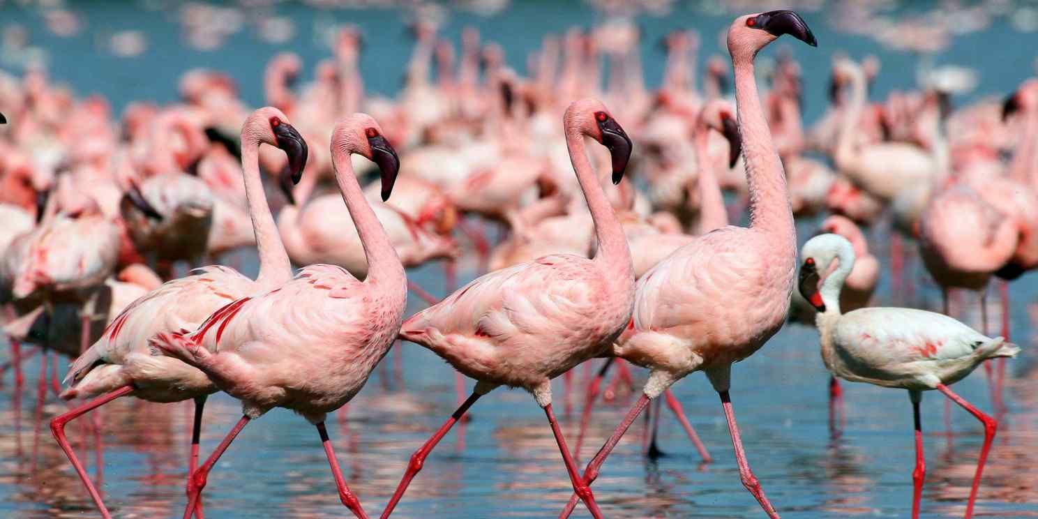 Lake Nakuru National Park – Travel Guide, Map & More!