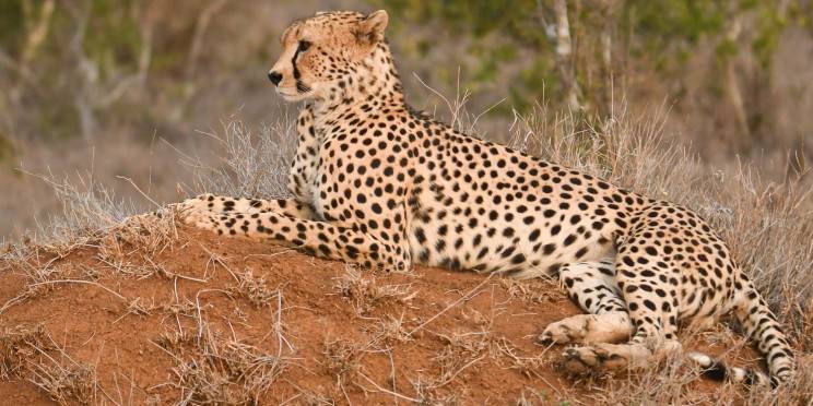 Loisaba Conservancy – Best Time To Visit, Wildlife & More!