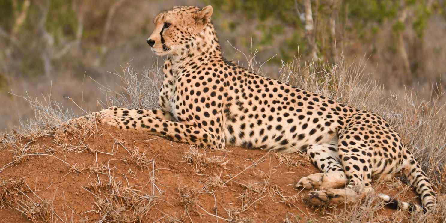 Loisaba Conservancy – Best Time To Visit, Wildlife & More!