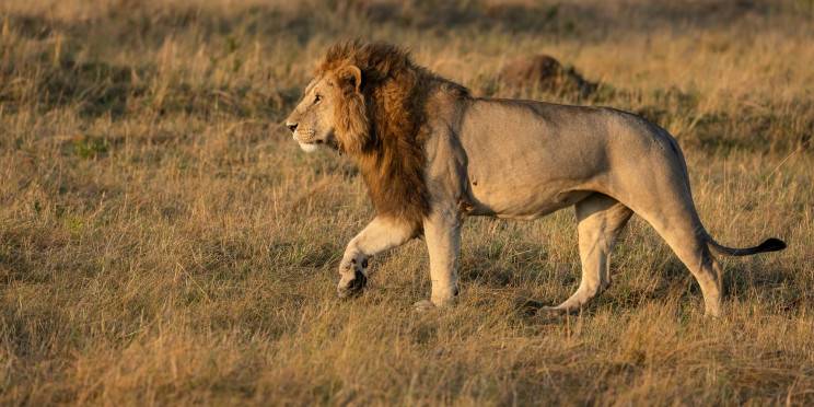 Masai Mara Animals – Wildlife in Masai Mara National Reserve