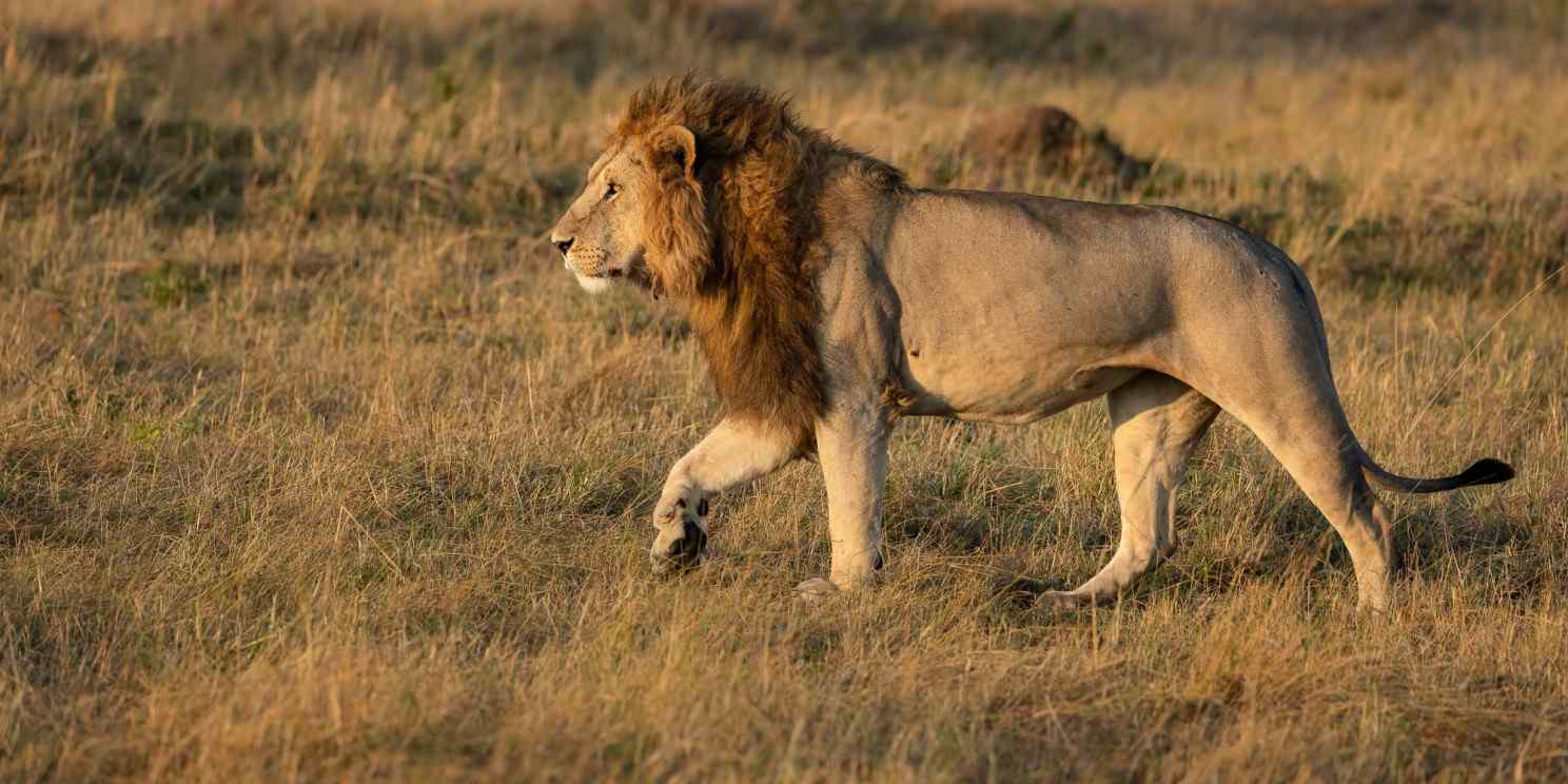 Masai Mara Map – Detailed Map of Masai Mara National Reserve