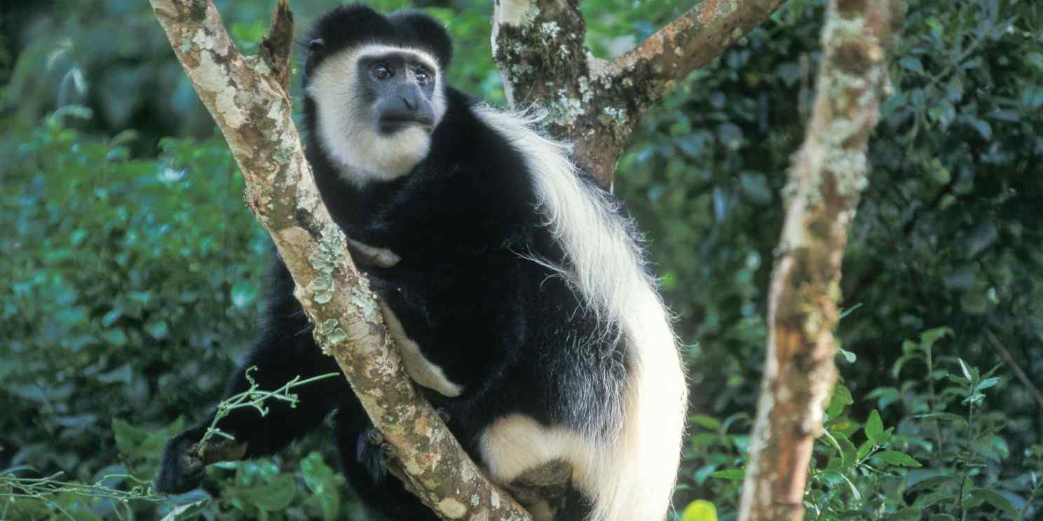 Marsabit National Park – Travel Guide, Map & More!