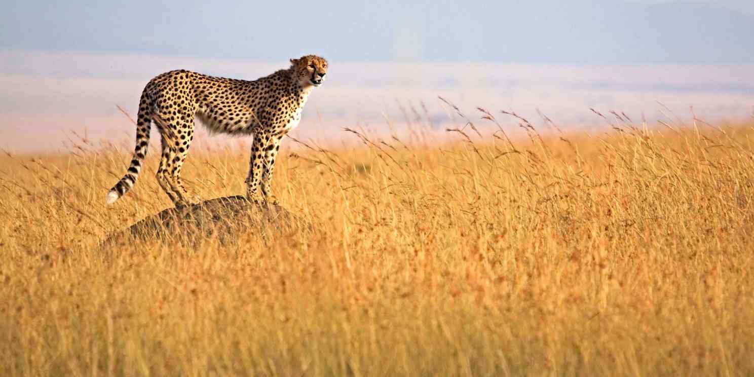 Best Things To Do in Kenya (2025) | Our Expert’s Choice
