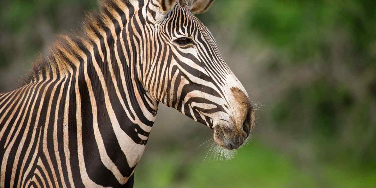 Meru National Park – Travel Guide, Map & More!