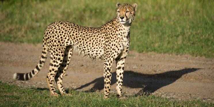 Ol Pejeta Conservancy – Travel Guide, Map & More!
