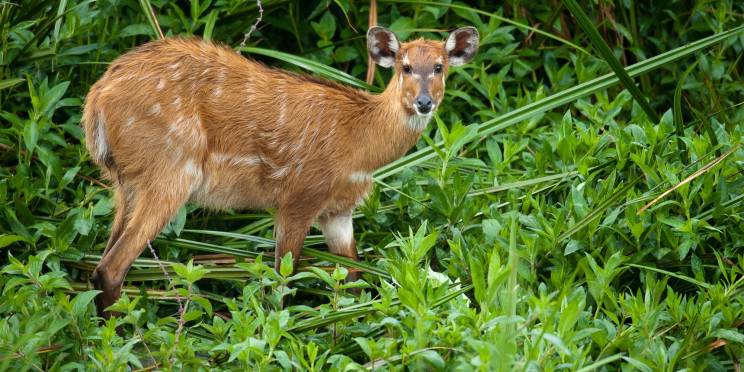 Saiwa Swamp National Park – Travel Guide, Map & More!