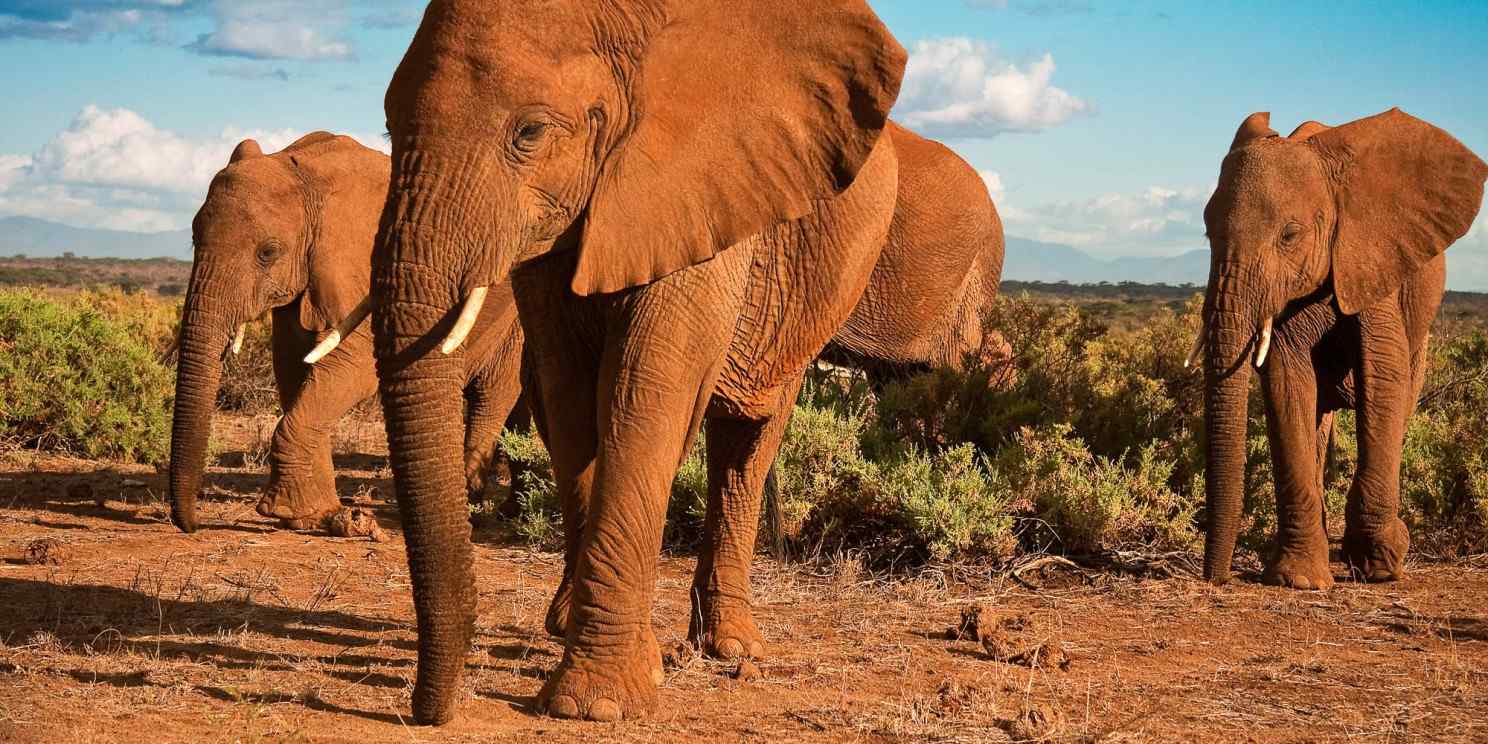 Shaba National Reserve – Travel Guide, Map & More!