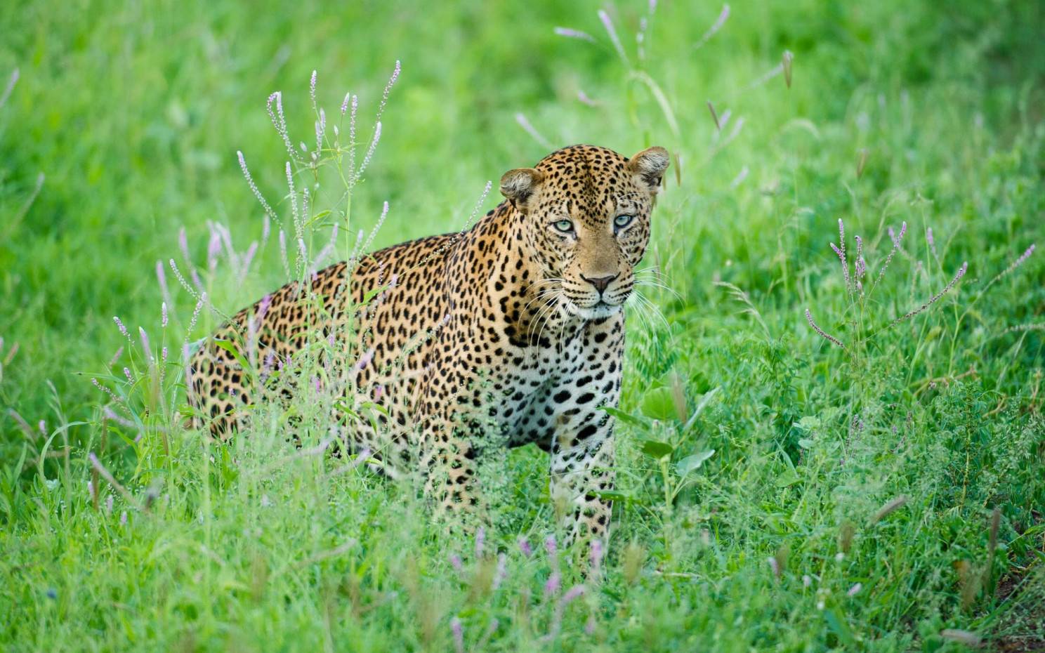 Best Things To Do in Kenya (2025) | Our Expert’s Choice