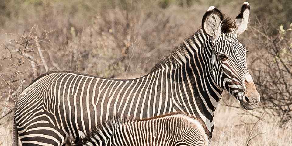 Buffalo Springs National Reserve – Travel Guide, Map & More!