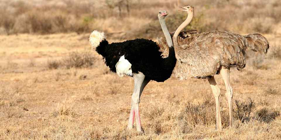 Buffalo Springs National Reserve – Travel Guide, Map & More!