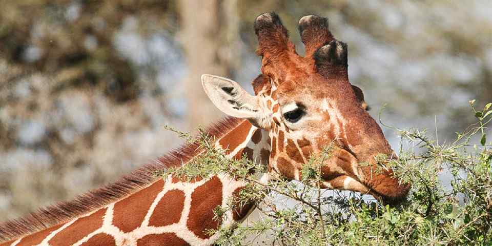 Buffalo Springs National Reserve – Travel Guide, Map & More!