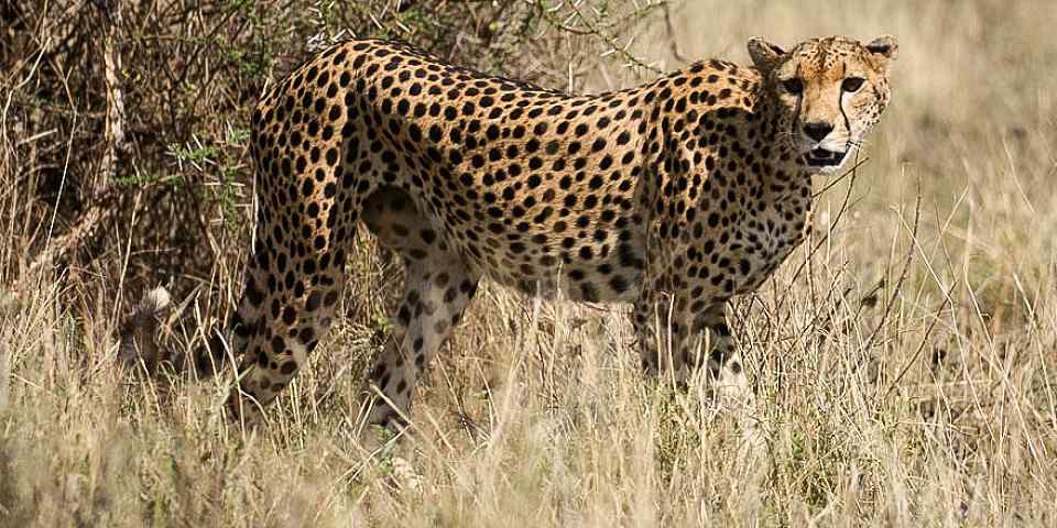 Lake Nakuru National Park – Travel Guide, Map & More!