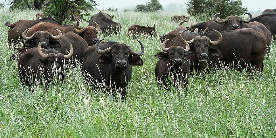 Ol Pejeta Conservancy – Travel Guide, Map & More!