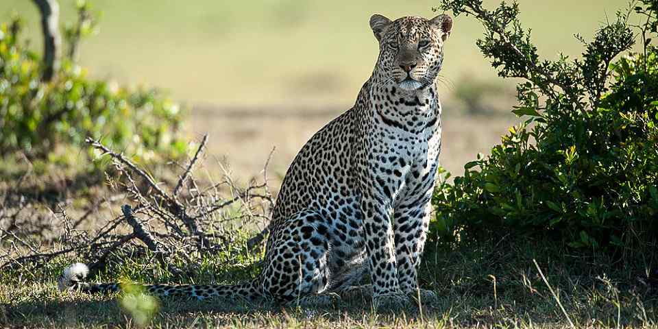 2,790 Masai Mara Safari Tours (Offered by 295 Tour Operators)
