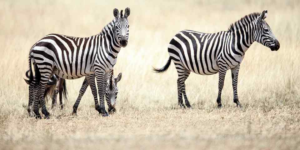 2,406 Masai Mara Safari Tours (Offered by 288 Tour Operators)