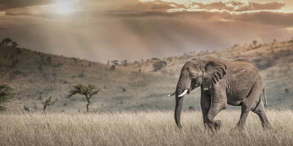 Best Time To Visit Masai Mara (Month by Month)