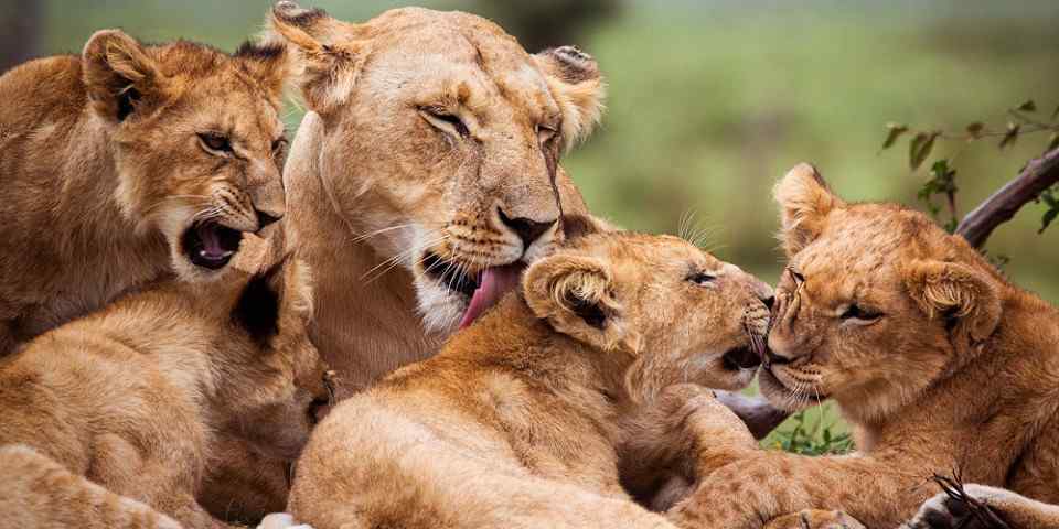 2,718 Masai Mara Safari Tours (Offered by 305 Tour Operators)