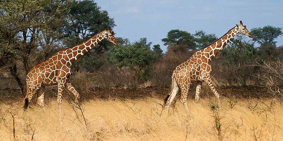 Meru National Park – Travel Guide, Map & More!