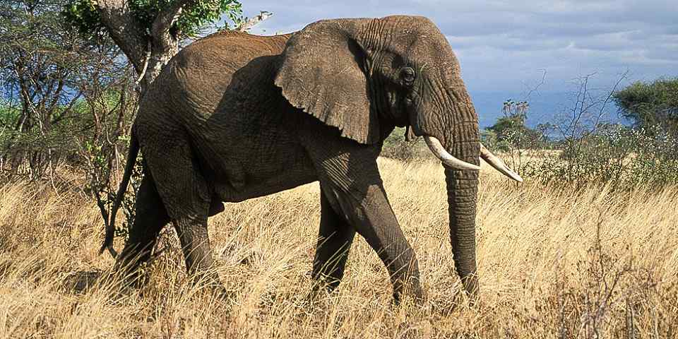 Meru National Park – Travel Guide, Map & More!