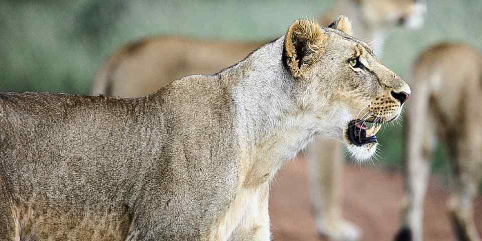 Reviews of Spirit of Kenya (Kenya)