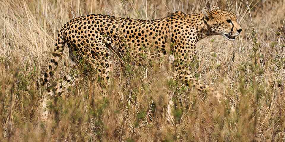 Shaba National Reserve – Travel Guide, Map & More!