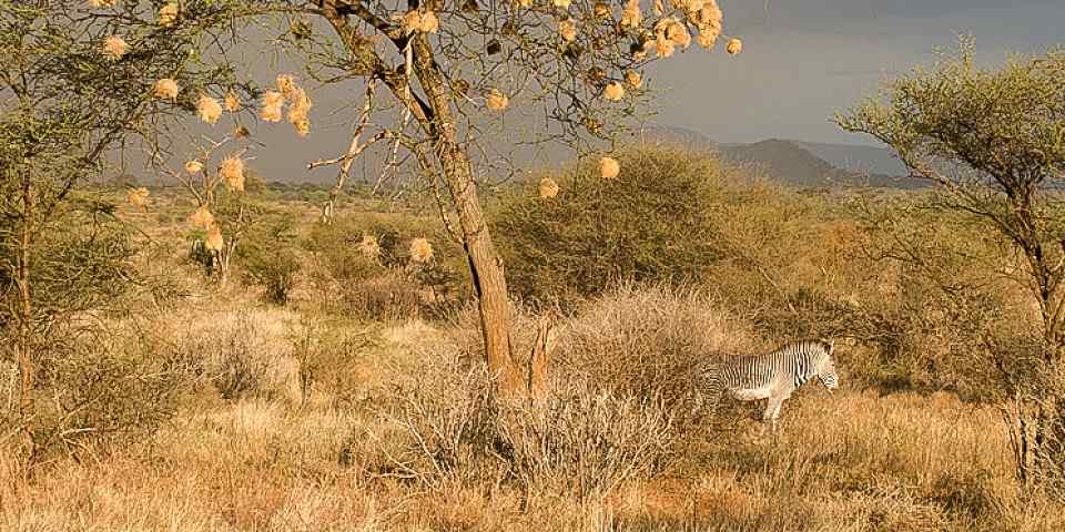 Shaba National Reserve – Travel Guide, Map & More!