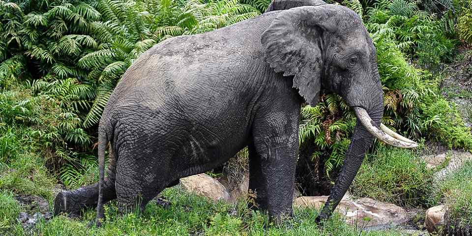 Shimba Hills National Reserve – Travel Guide, Map & More!