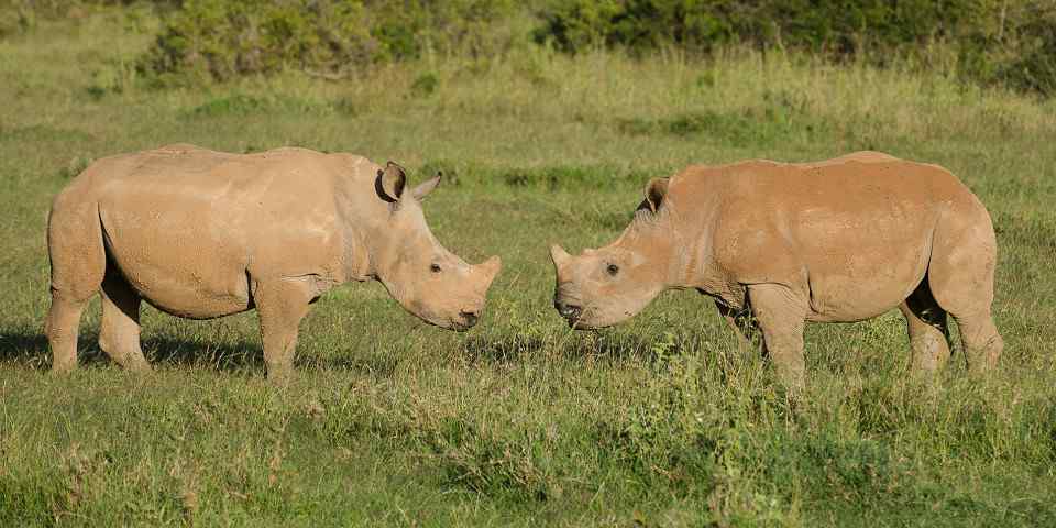 Lake Nakuru National Park – Travel Guide, Map & More!