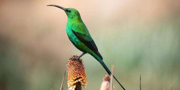 Sani Top – Best Time To Visit, Wildlife & More!