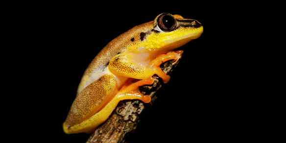 Masoala Animals – Wildlife in Masoala National Park