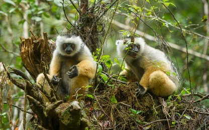 Andasibe-Mantadia Wildlife Photos – Images & pictures of Andasibe ...