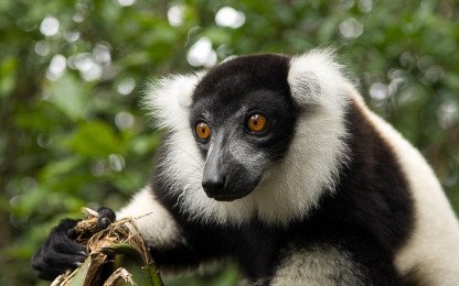 Andasibe-Mantadia Wildlife Photos – Images & pictures of Andasibe ...