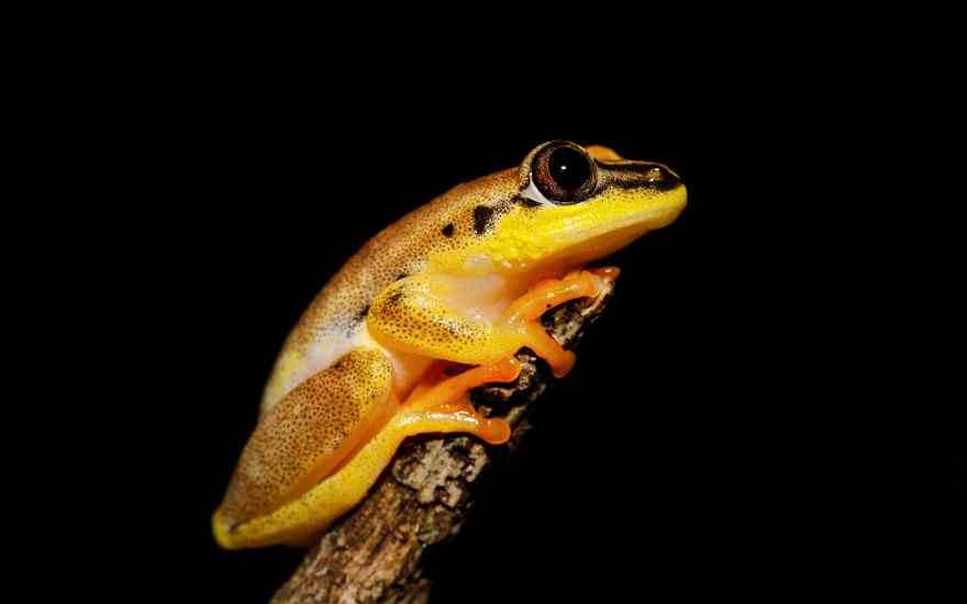 Masoala Animals – Wildlife in Masoala National Park