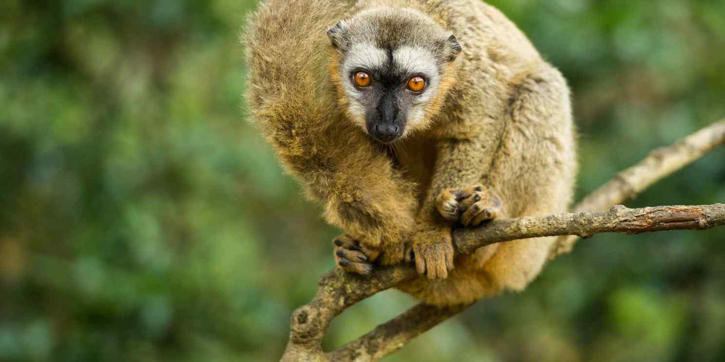 Andasibe-Mantadia National Park – Travel Guide, Map & More!