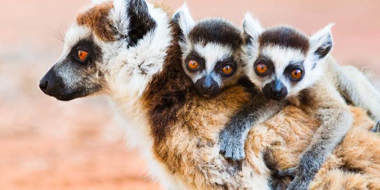 Madagascar Travel Guide – Parks, Best Time, Reviews & More!