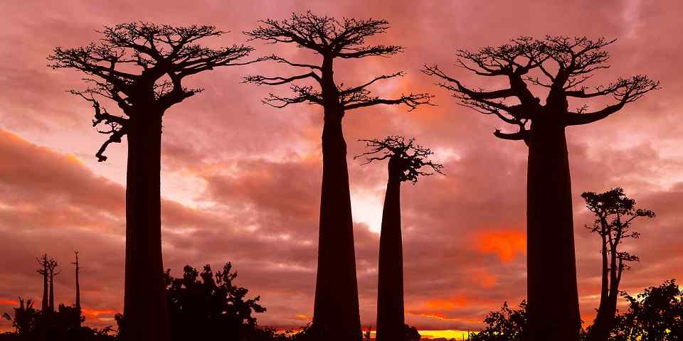 Madagascar Travel Guide – Parks, Best Time, Reviews & More!