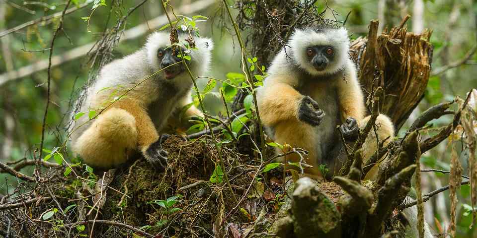 Andasibe-Mantadia National Park – Travel Guide, Map & More!