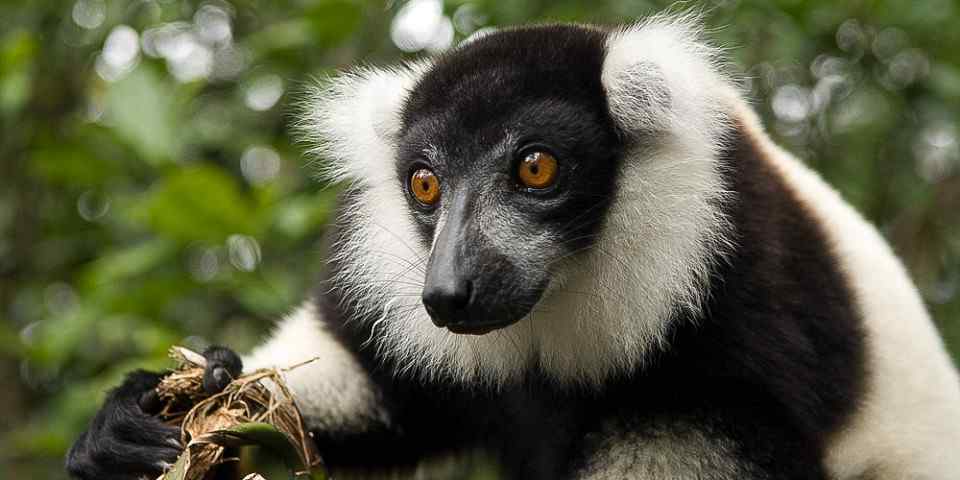 Andasibe-Mantadia National Park – Travel Guide, Map & More!