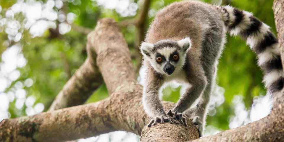 Andasibe-Mantadia National Park – Travel Guide, Map & More!