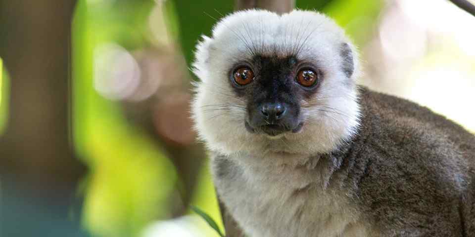 Madagascar Safari: 5-Day Wildlife of Andasibe