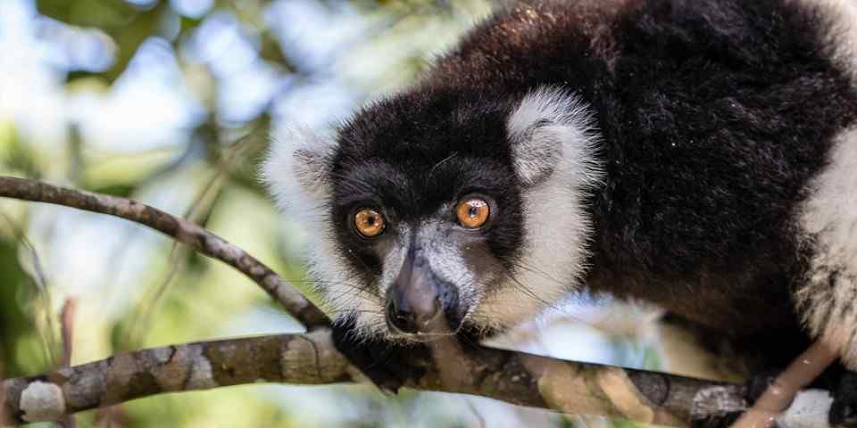 Andasibe-Mantadia National Park – Travel Guide, Map & More!