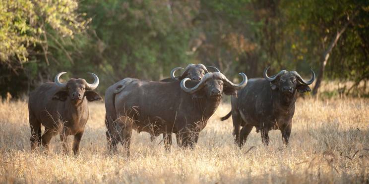 Lengwe National Park – Travel Guide, Map & More!