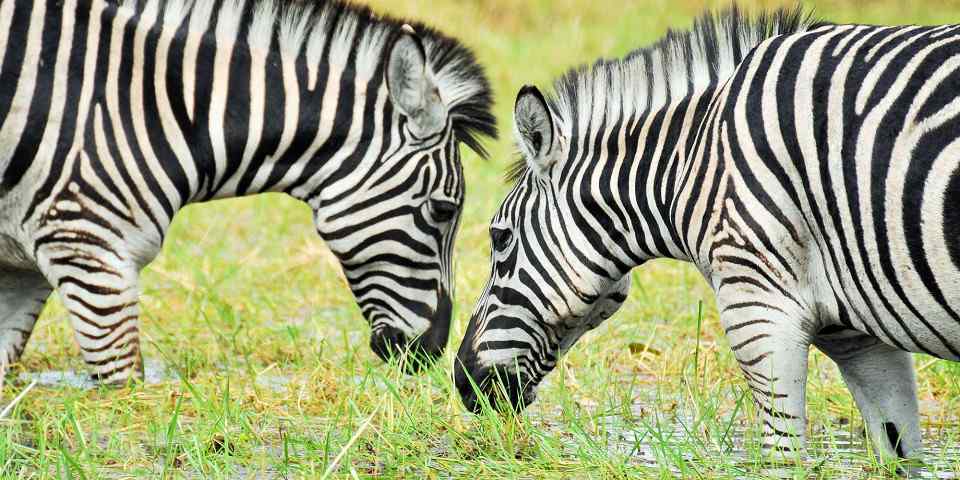 Malawi Animals – Wildlife in Malawi
