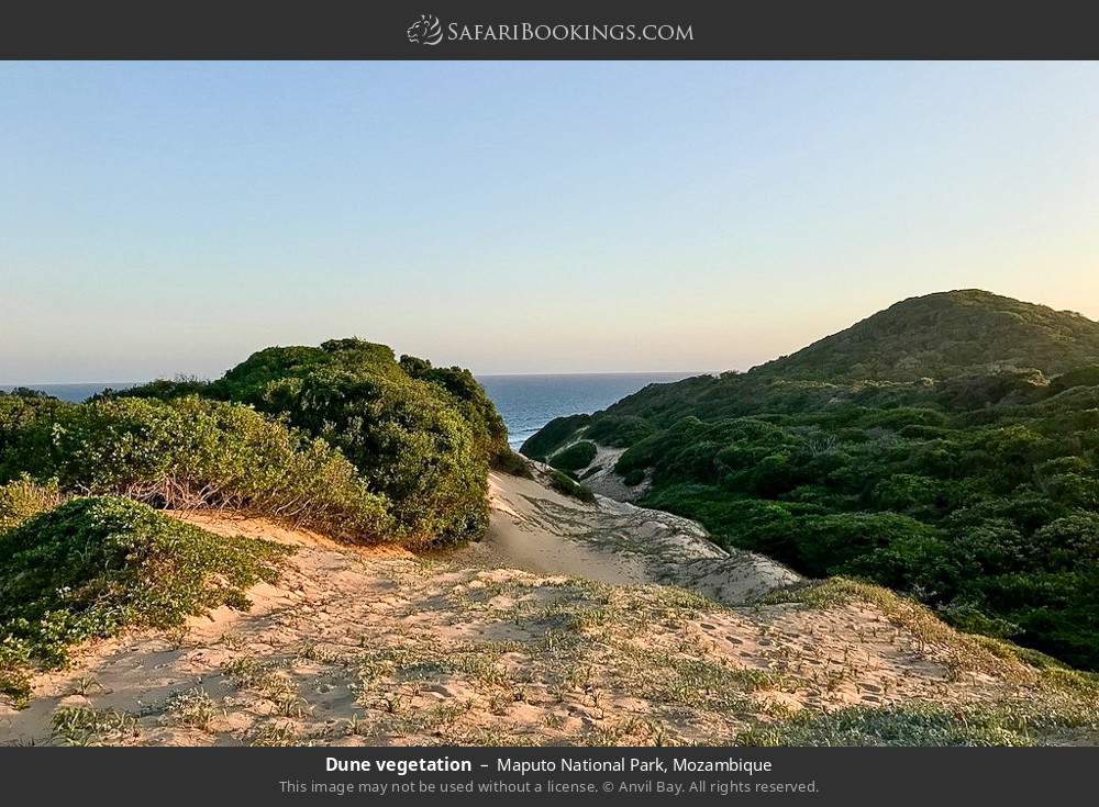 Maputo NP Photos – Images & Pictures