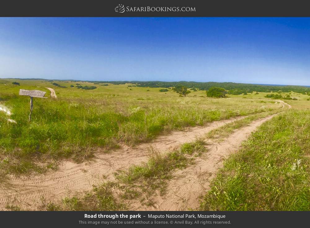 Maputo NP Photos – Images & Pictures