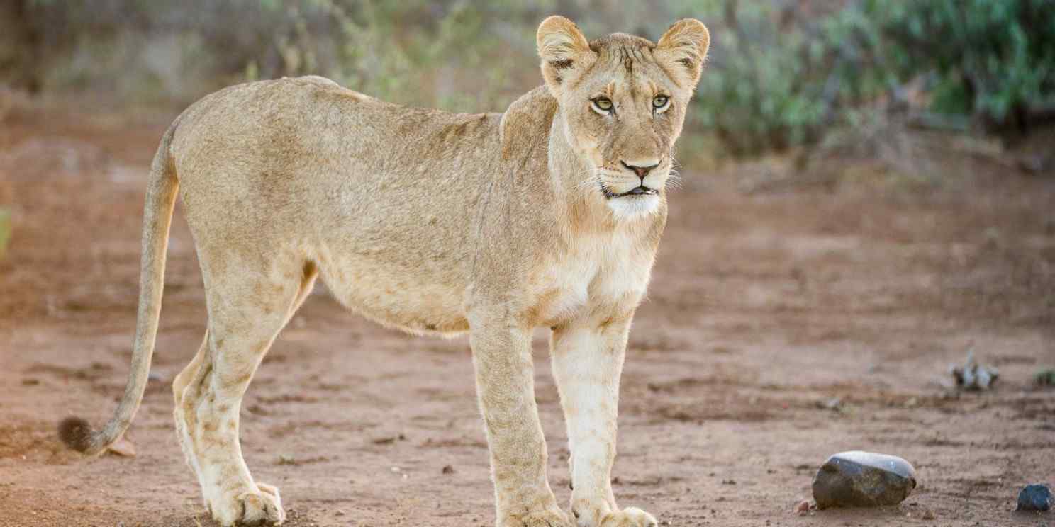 Limpopo National Park – Travel Guide, Map & More!