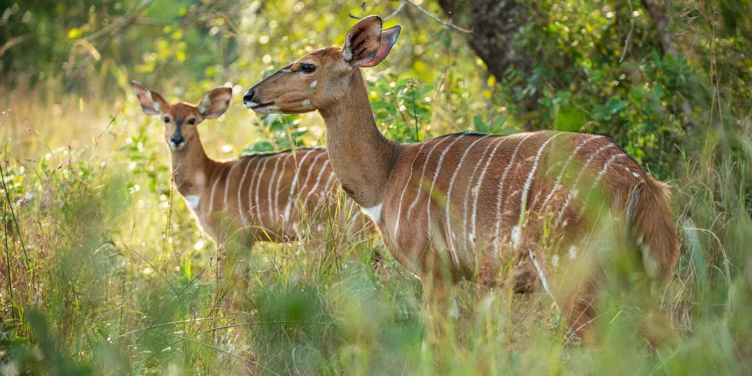 Maputo National Park – Travel Guide, Map & More!